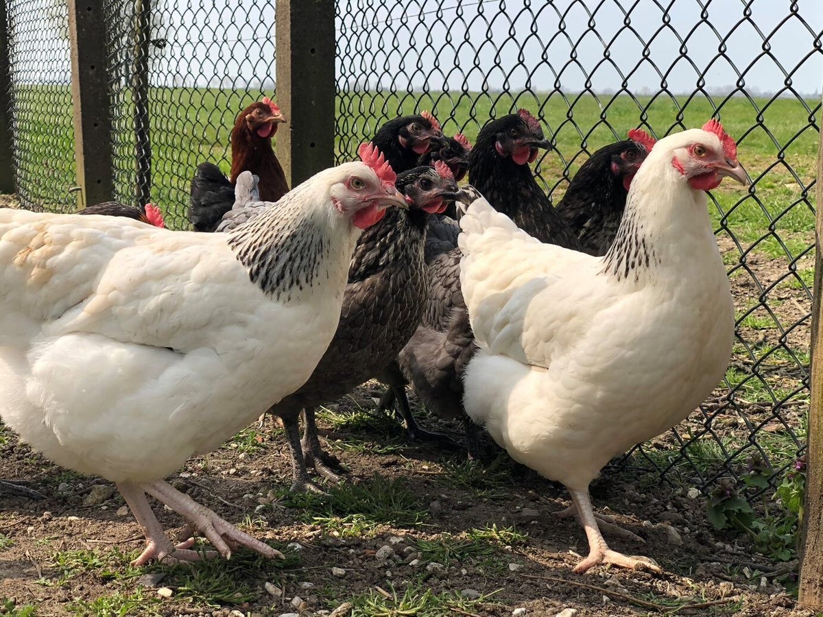 Kippen houden | Verrips Pluimvee