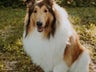 Home page [www.goldleafcollies.com]