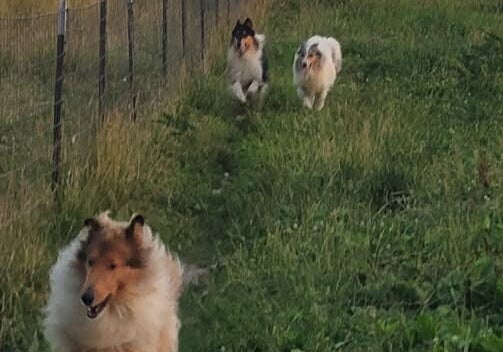 Home page [www.goldleafcollies.com]