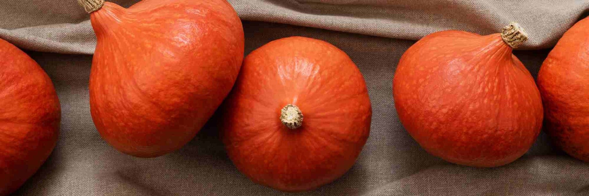 Pompoenen kweken in je eigen tuin? Leer alles over zaaien, bemesten ...
