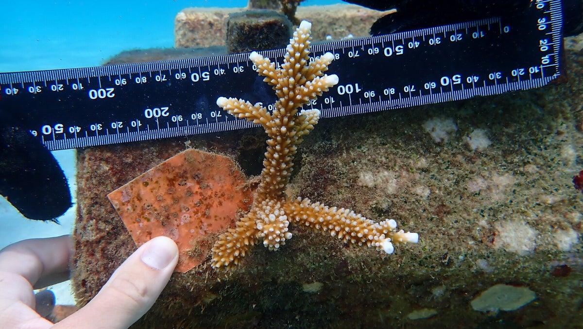 Photos | ReefSystems