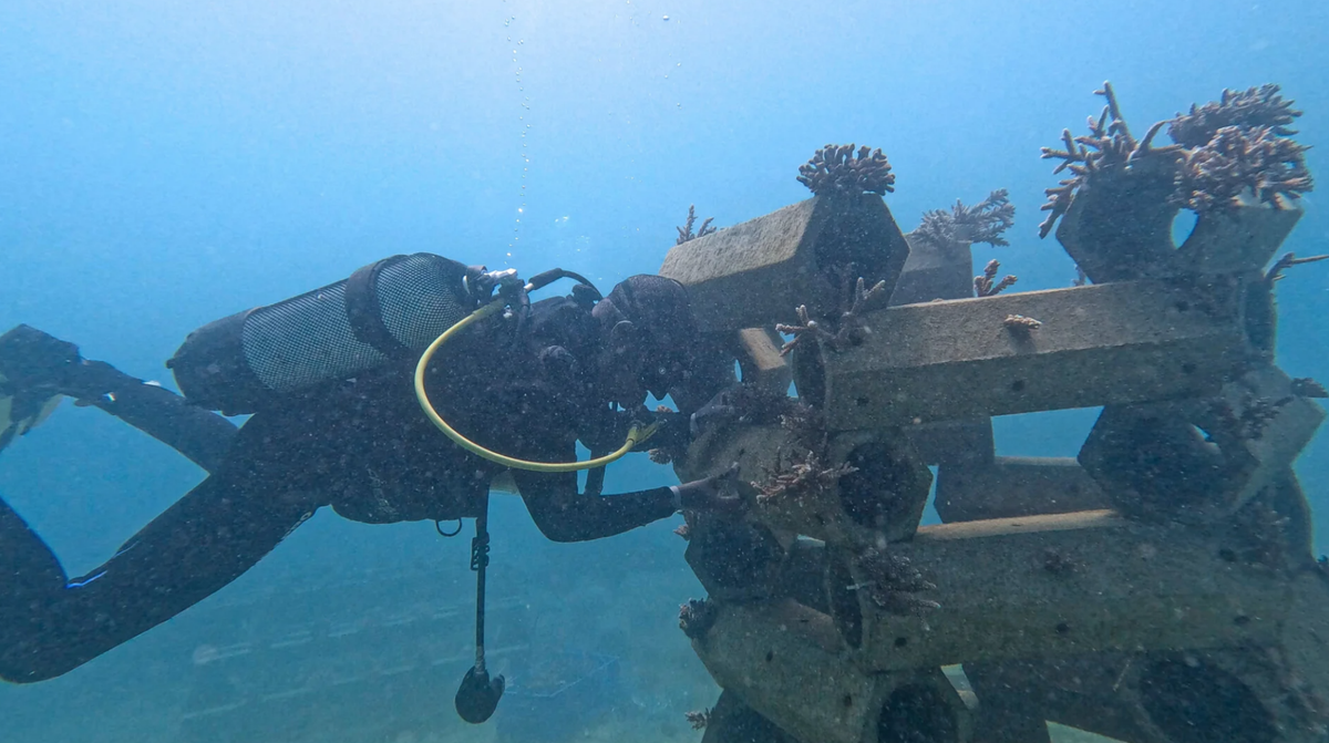 Photos | ReefSystems