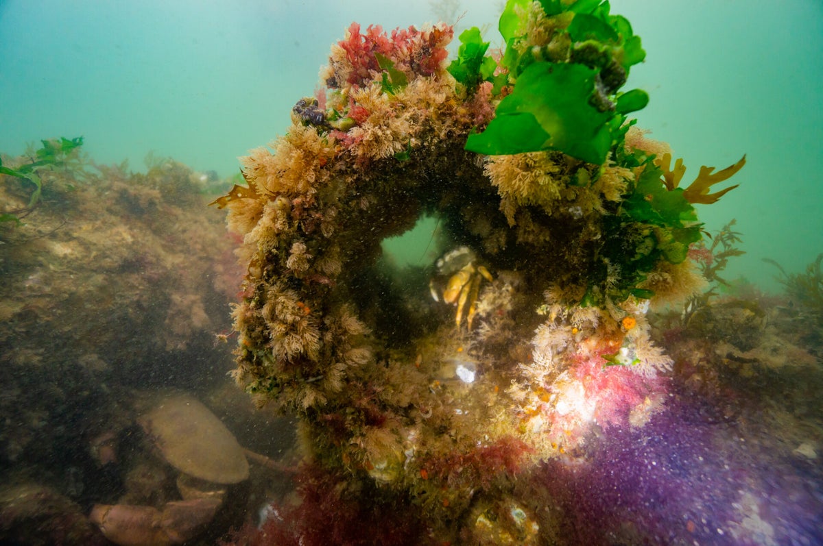 Photos | ReefSystems