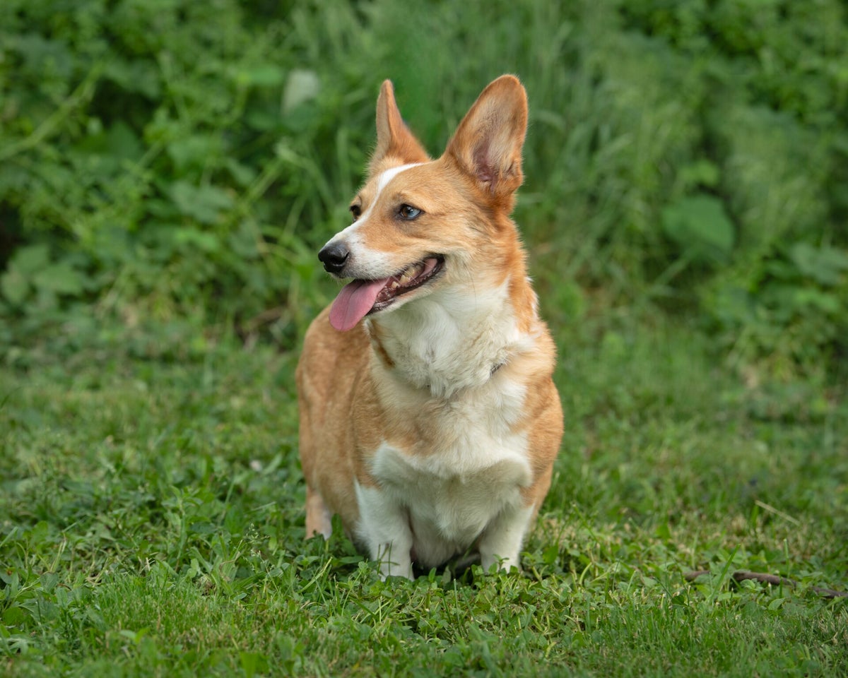 My Dogs | Jammin' Kennels
