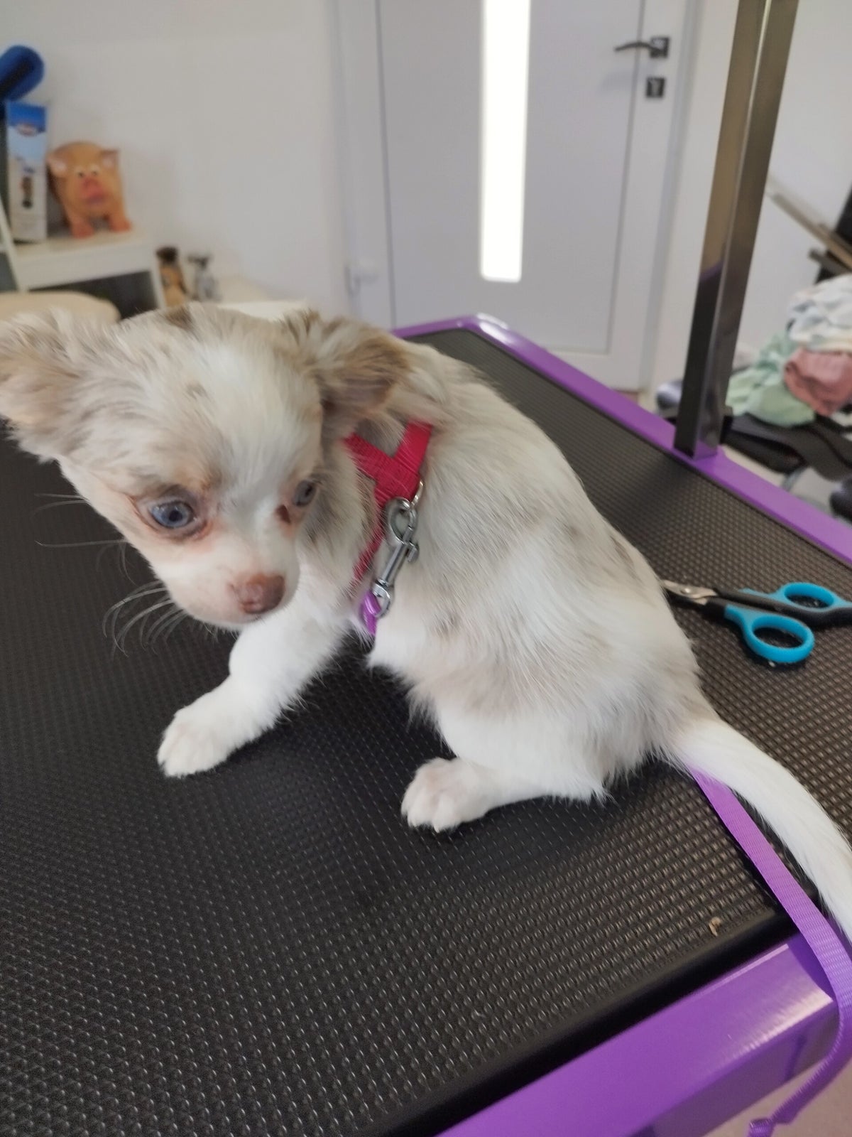 Hundefriseur Katja Kremser