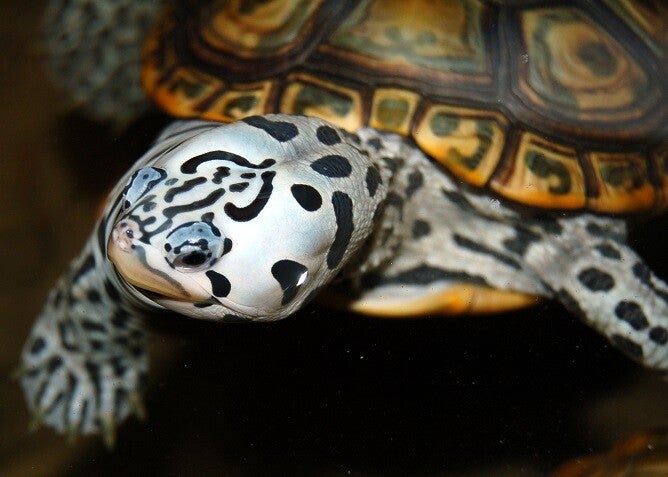 Ferguson zones / General care | Mt-Turtles