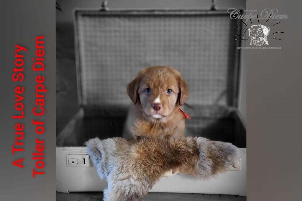 Pink / Onze Honden | Novalicious Tollers
