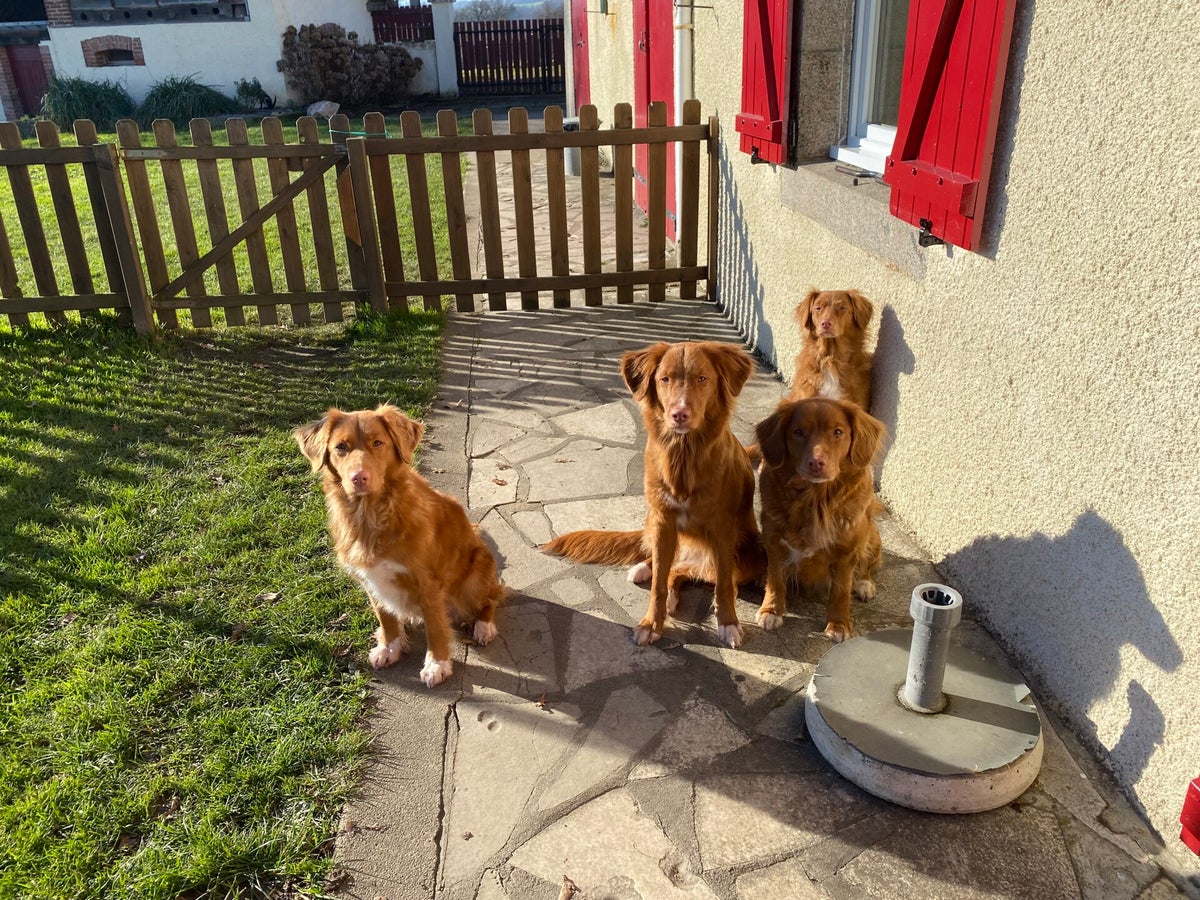 Toller Time | Novalicious Tollers