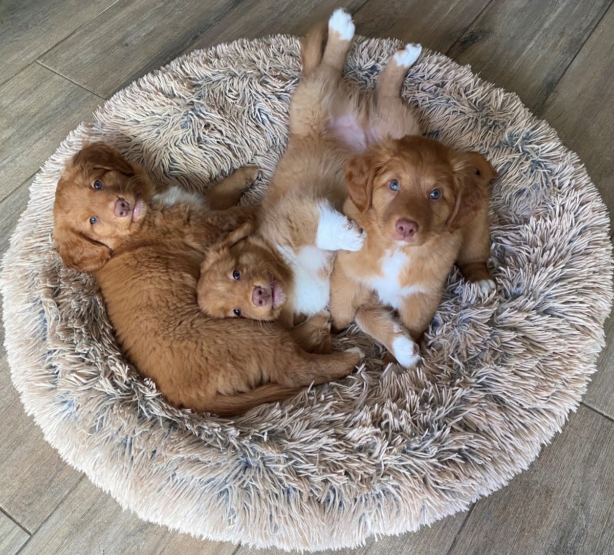 Evy's last Dance / Evy's nesten / Evy / Onze Honden | Novalicious Tollers