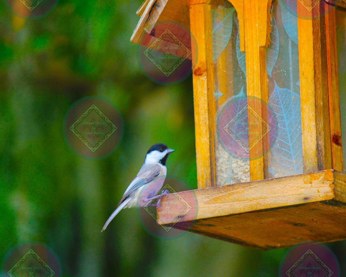 Chickadee 2