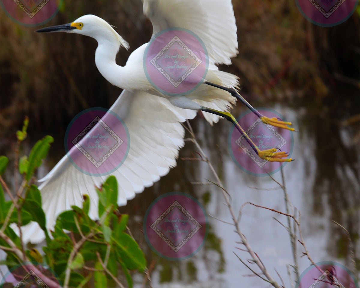 Great Egret