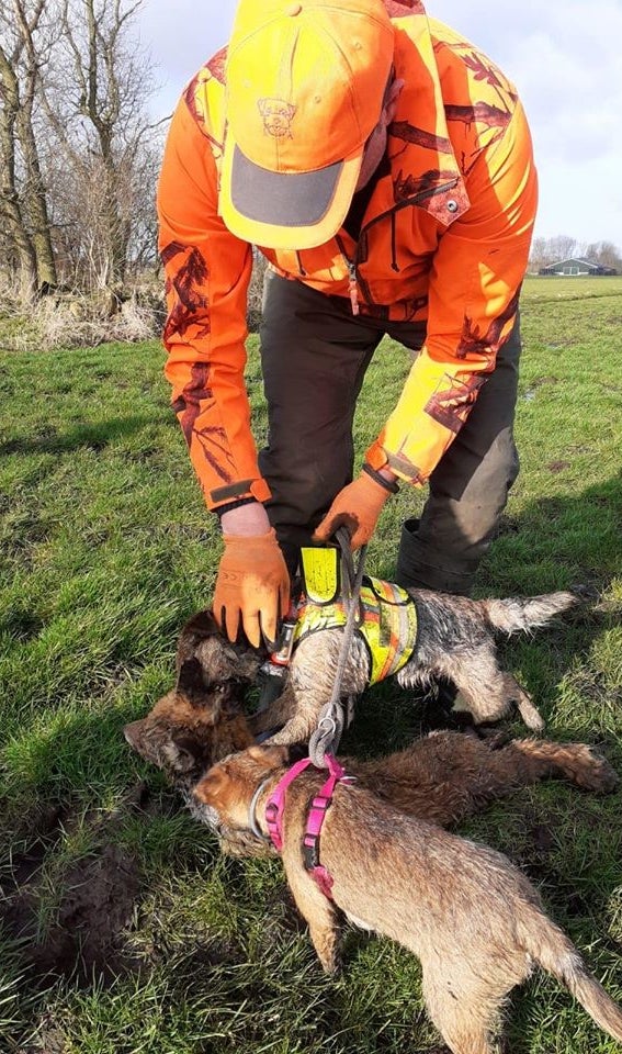 terriër soorten | terrierwerk.nl