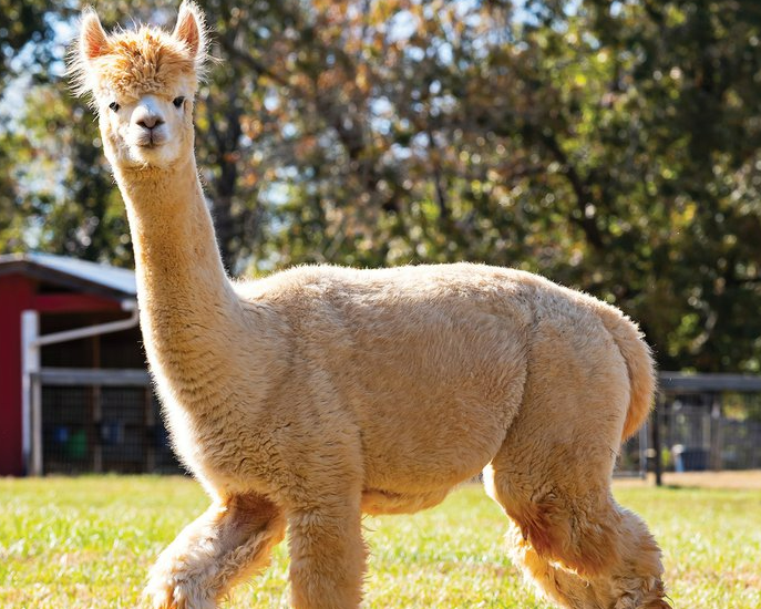 Alpacas and their family | Origin and relatives explained