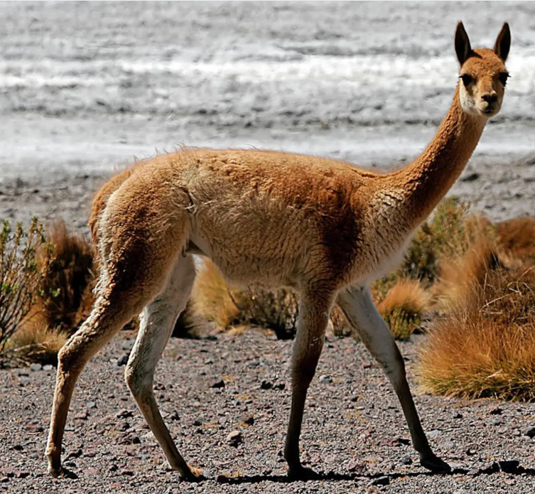 Alpacas and their family | Origin and relatives explained