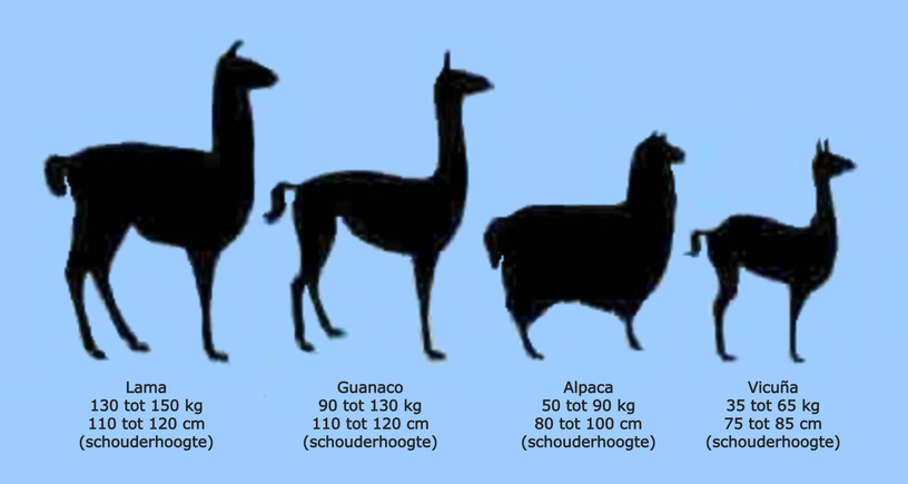 Alpacas and their family | Origin and relatives explained