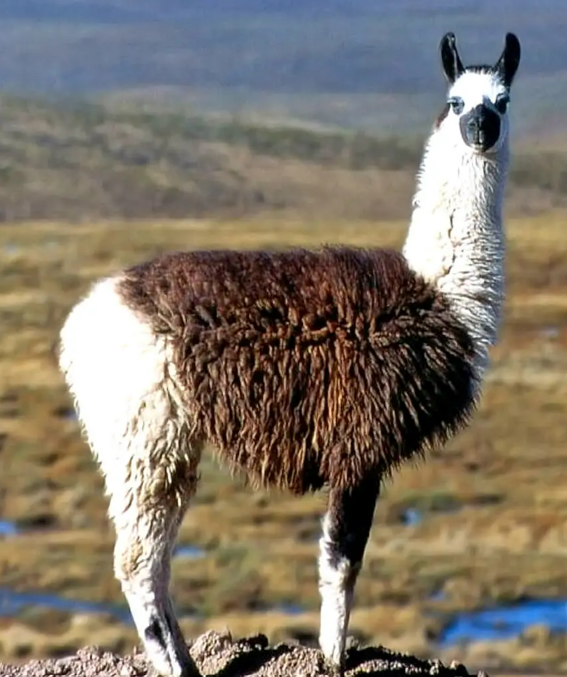 Alpacas and their family | Origin and relatives explained