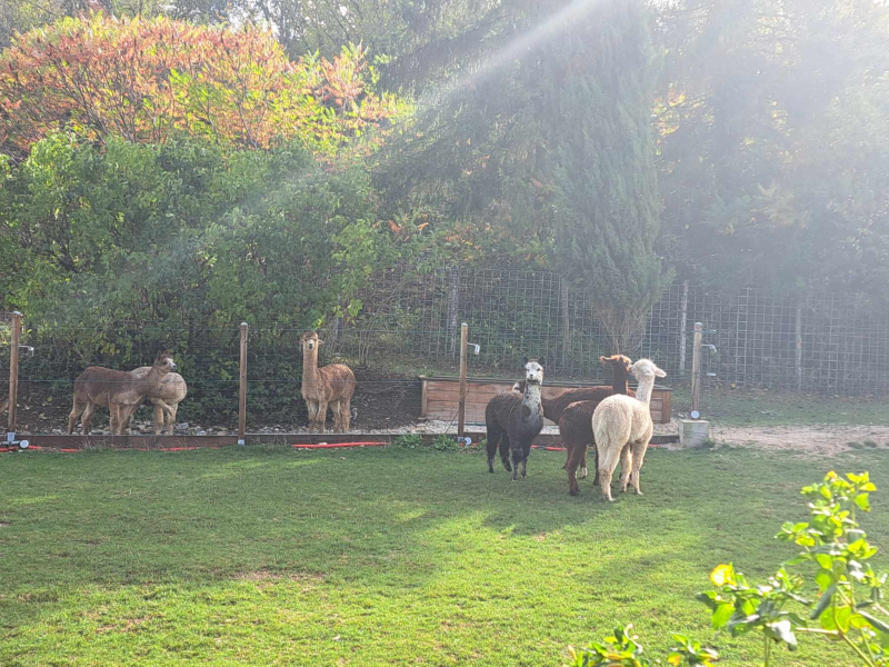 Alpaca sounds and communication | Les Alpagas de Luziers