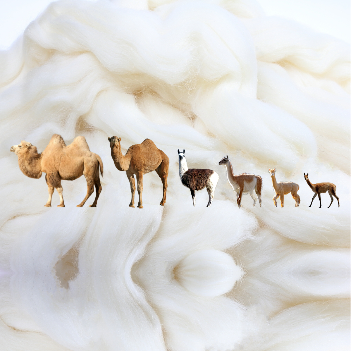 Alpacas and their family | Origin and relatives explained