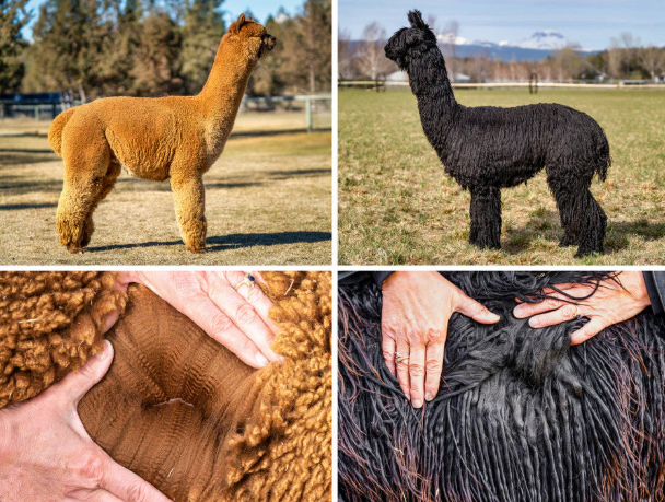Alpaca breeds | Huacaya and Suri explained