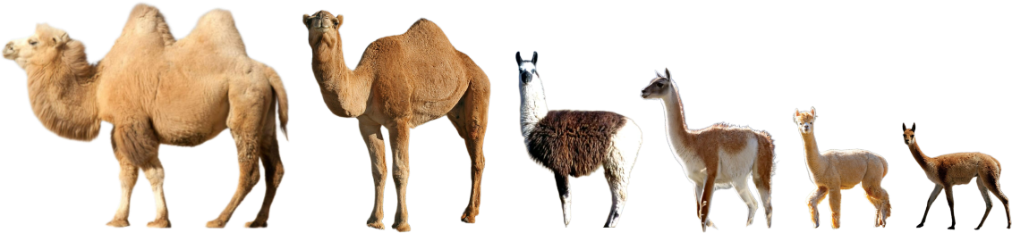 Alpacas and their family | Origin and relatives explained