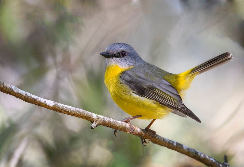 Contour Feathers / Feathers / Avian Anatomy | Why do Woodpeckers Peck?