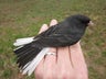 Contour Feathers / Feathers / Avian Anatomy | Ornithology Education