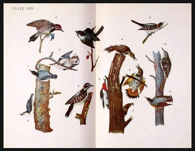 Foraging Guilds / Ecology | Ornithology Education
