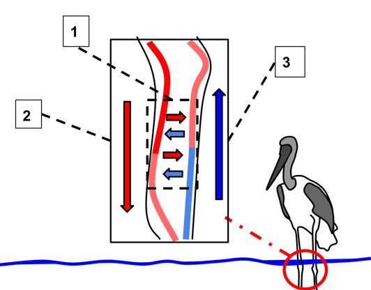 Countercurrent Exchange / Adaptations | Ornithology Education