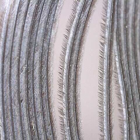 Feather Anatomy / Feathers / Avian Anatomy | Ornithology Education