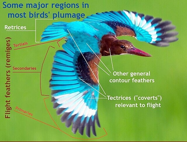 Flight / Adaptations | Ornithology Education