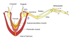 Avian Musculature / Avian Anatomy | Ornithology Education