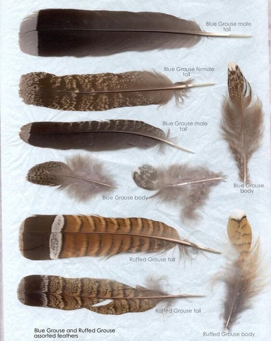 Five Types of Feathers / Feathers / Avian Anatomy | Ornithology Education