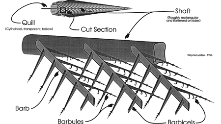 Feather Anatomy / Feathers / Avian Anatomy | Ornithology Education