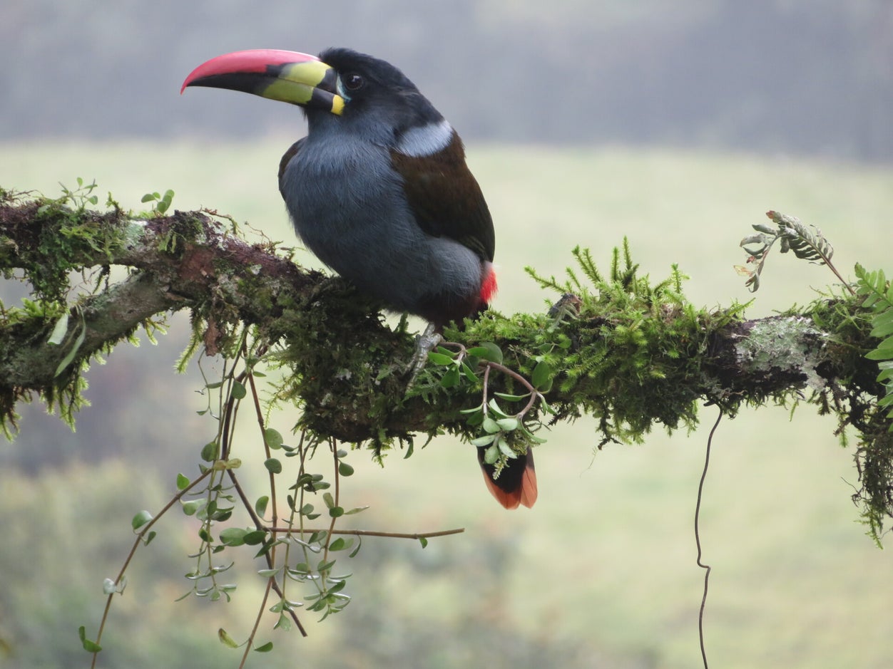 What is a Bird? / The Evolution of Birds / Ornithology | Ornithology ...