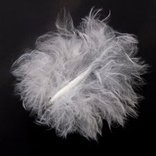 Feather Anatomy / Feathers / Avian Anatomy | Ornithology Education