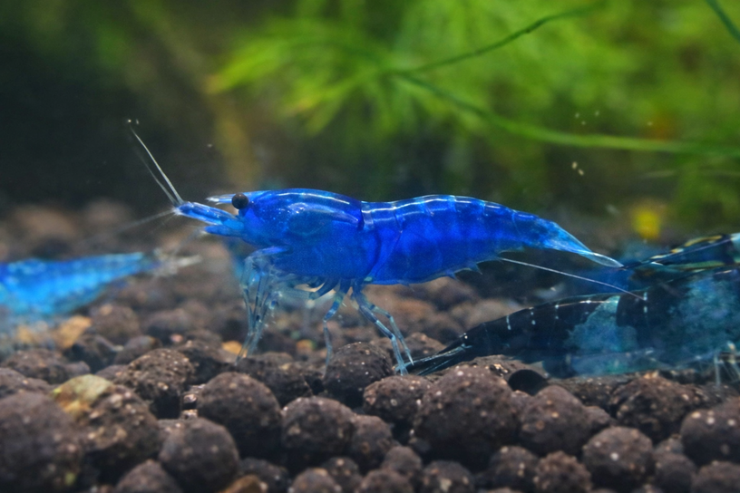 H&K Aquatics Store | UK Shrimp Breeder | Buy Shrimp UK
