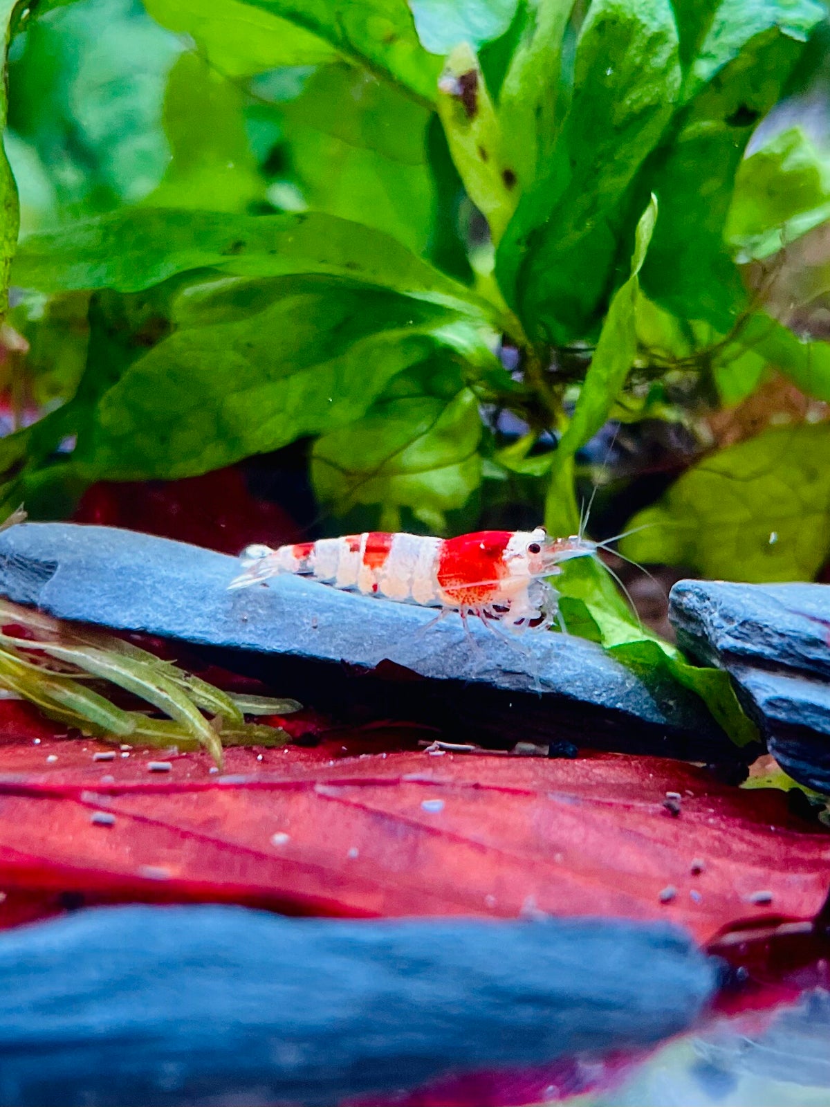 H&K Aquatics Store | UK Shrimp Breeder | Buy Shrimp UK