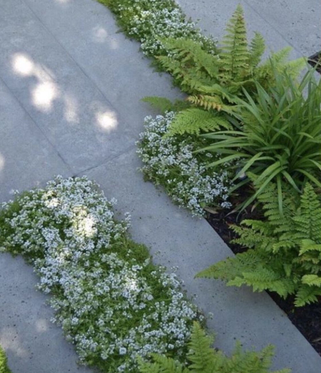 Green Lines / Portfolio | Plannen & Planten