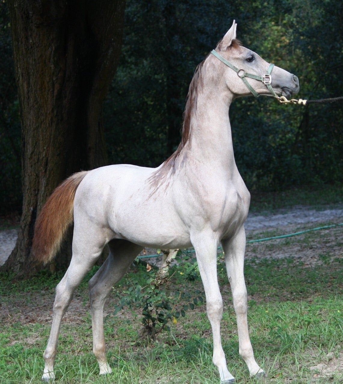McLamb V Arabian Farm, LLC