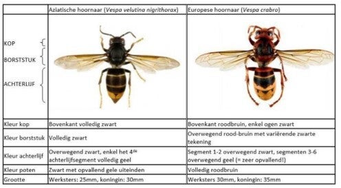 Aziatische hoornaar | Beeing Nature
