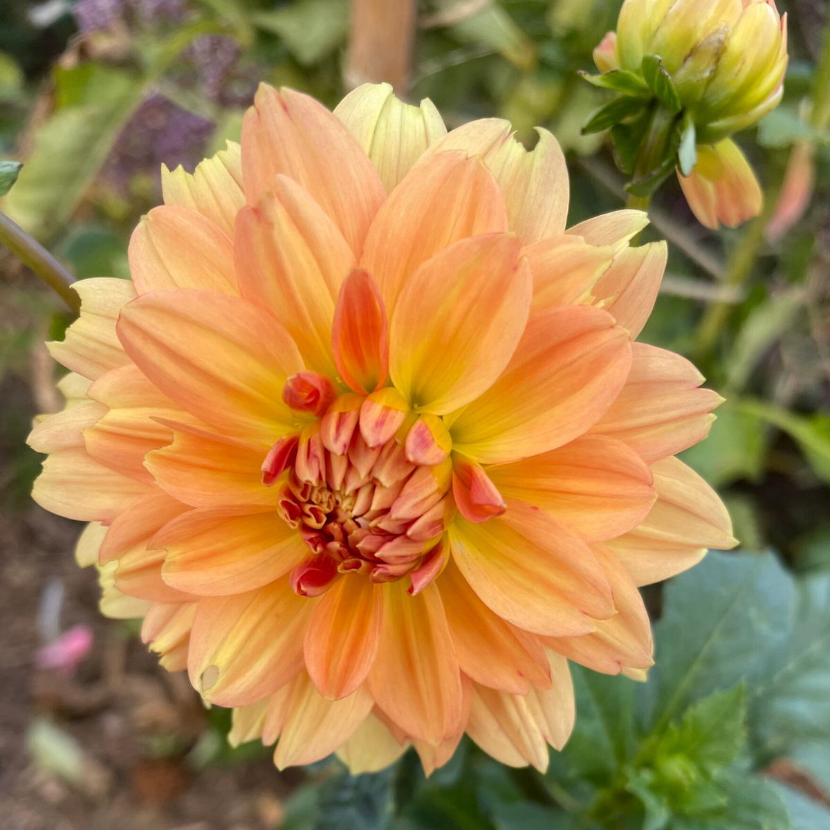 Golden leader | Dahliance