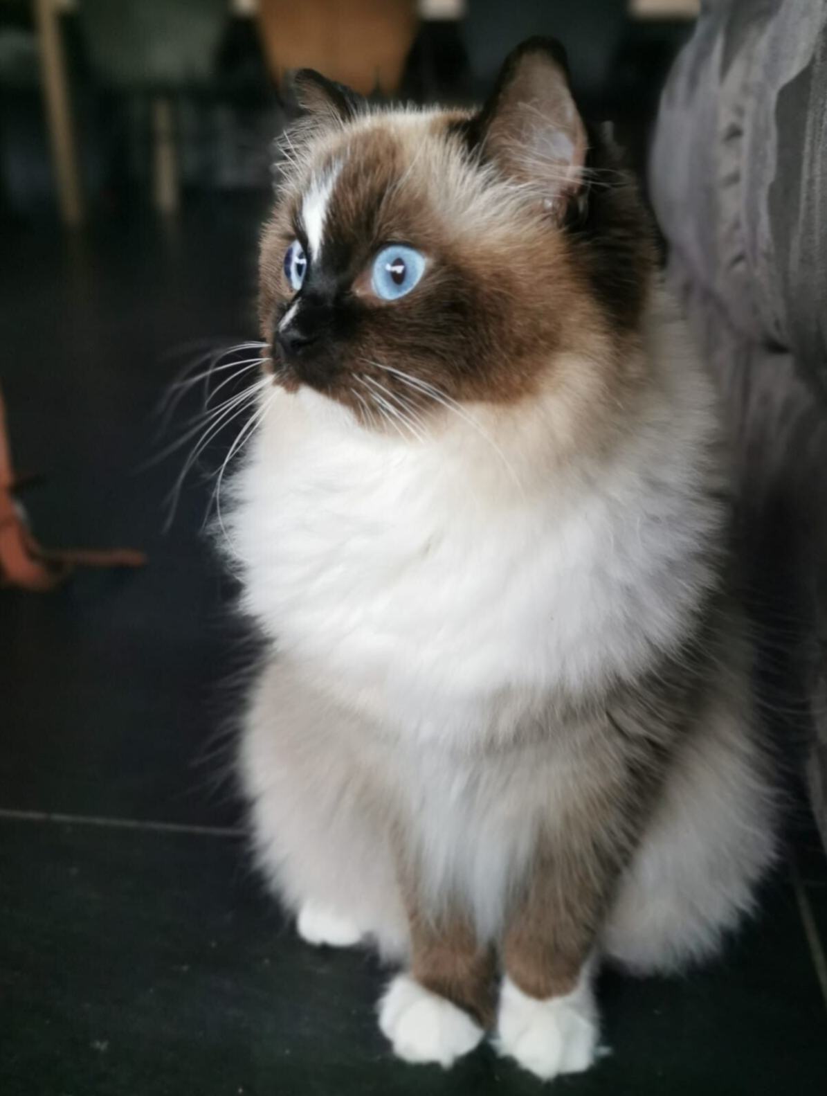 Onze Ragdolls