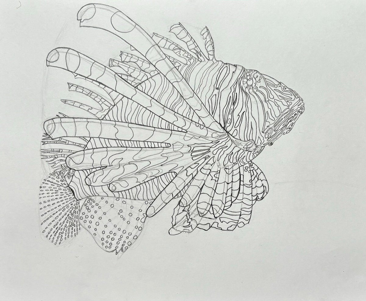 Graphite | Maggies Illustrations