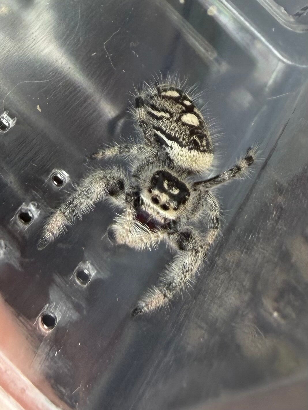 Snowdrift: Q-11 Oreo subadult female | AllieSpoods