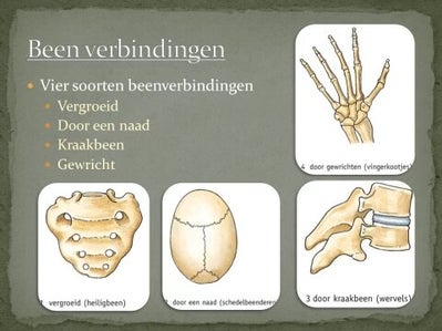 Soorten beenverbindingen / Informatie | JelichaamtijdensJiujitsi