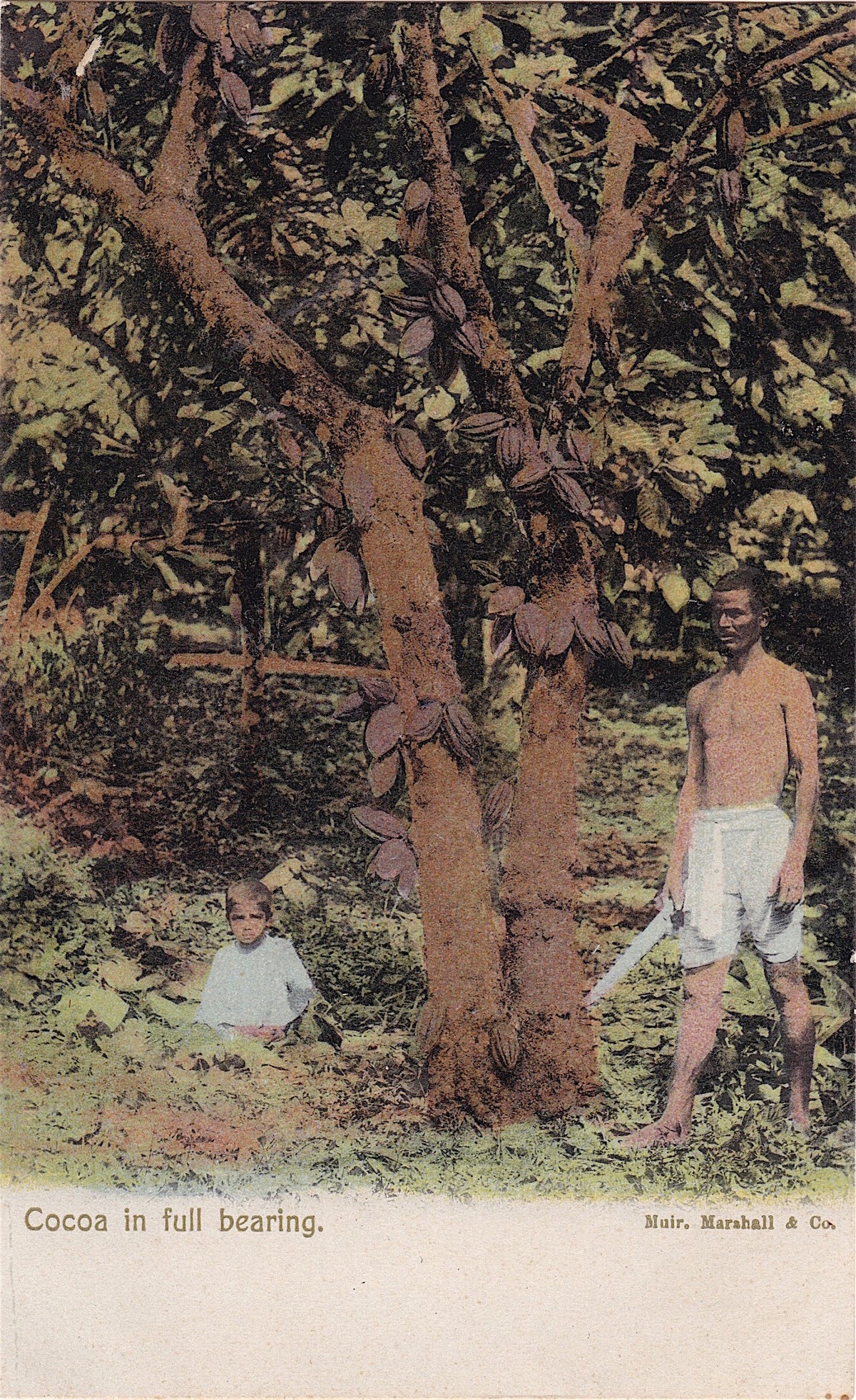 Les pays du cacao / Le cacao | Viva chocolat