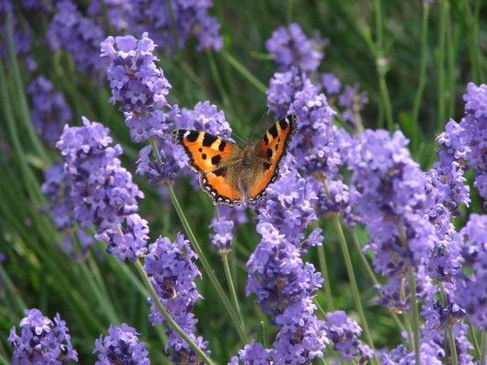 Vlindertuin aan huis | Vlindertuin-project