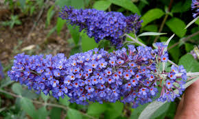 Vlindertuin aan huis | Vlindertuin-project