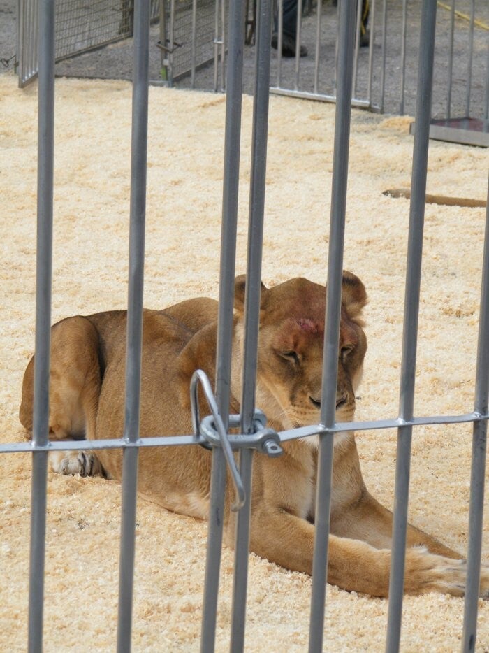 zoo / CIRQUE PINDER JEAN RICHARD / sommaire | ﻿﻿A la découverte de la ...