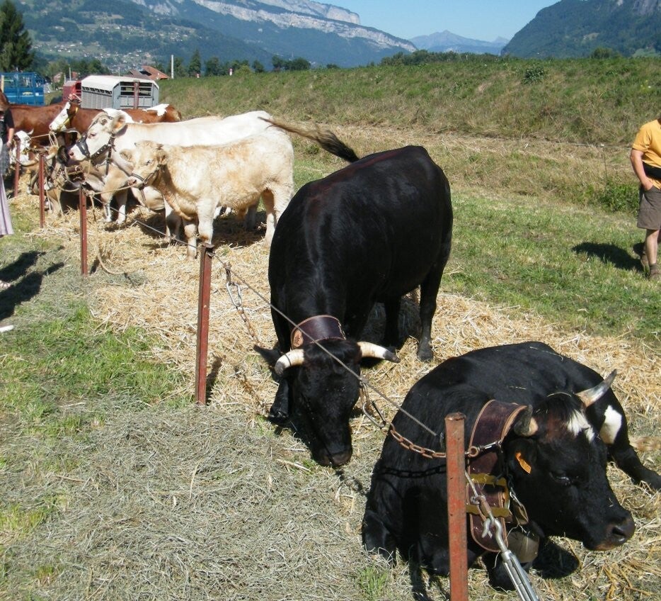 Domancy Fête à l'Ancienne / Haute-Savoie / AUVERGNE RHONE ALPES ...